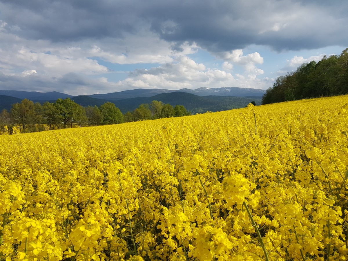 Piechowice - noclegi, atrakcje, gastronomia. Zapraszamy na wczasy w ...